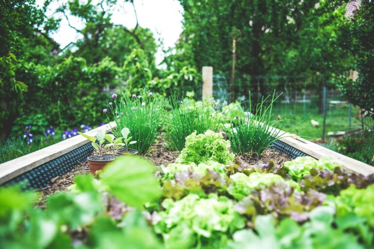 Que planter en février au potager ? Le guide complet de 2026